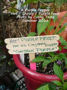 ‘Ubatuba Cambuci’ is the UFO of Ornamental Peppers | Container Crazy CT