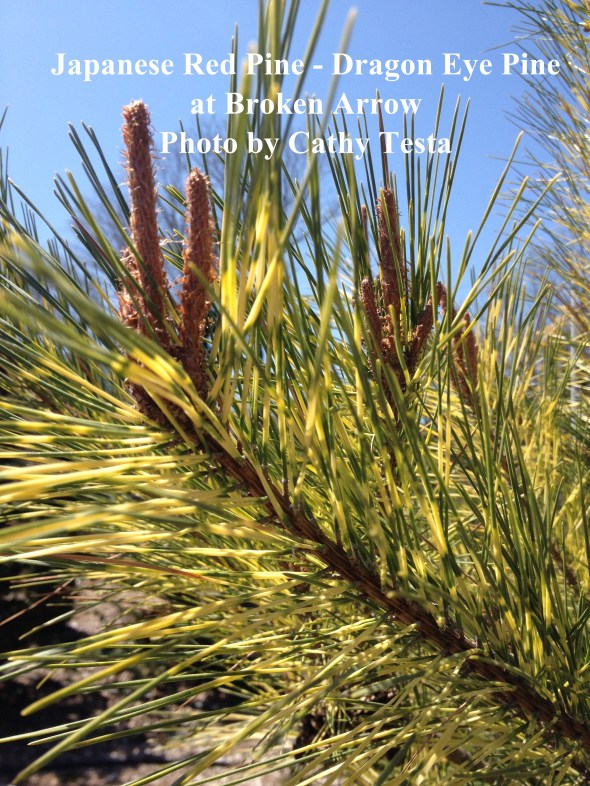 Where can I find rare or unusual plants in Connecticut? | Container ...