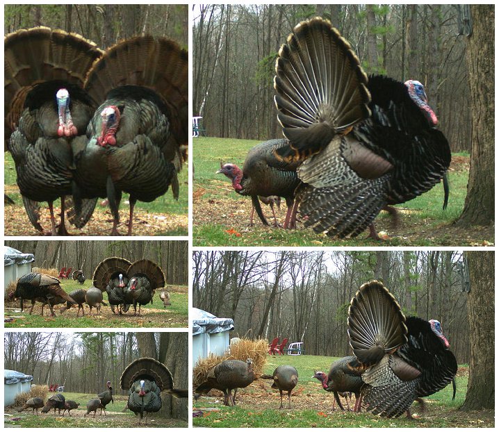 Living with Wild Turkeys in My Connecticut Yard | Container Crazy CT