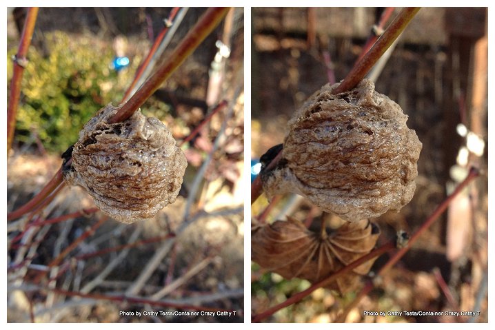 Mommy, Where do baby Praying Mantis come from? | Container Crazy CT