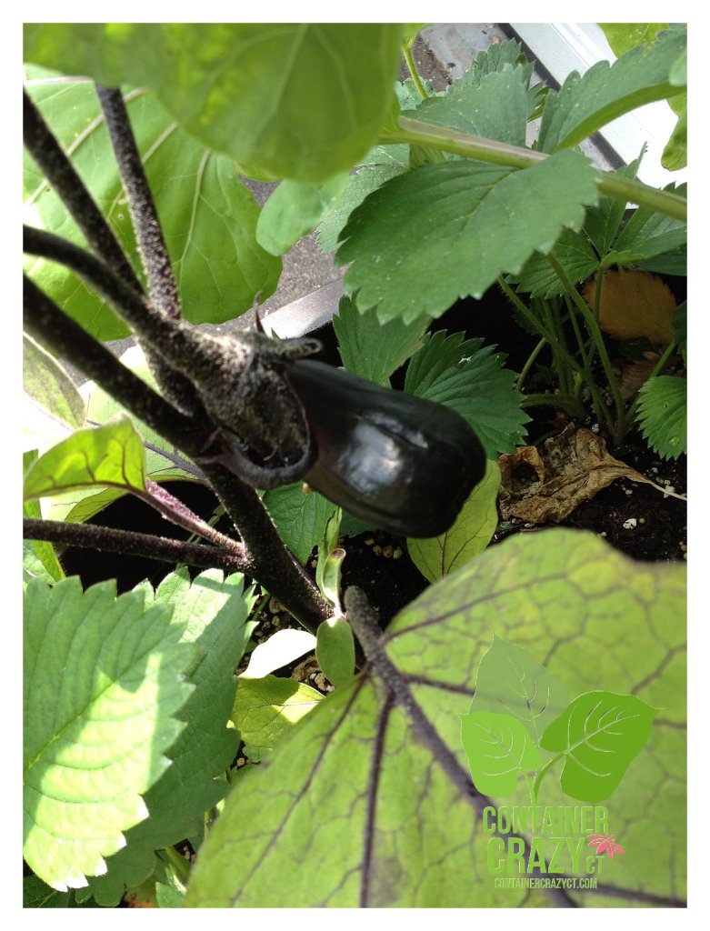 Insects in Your Container Gardens – And What You Can Do… | Container ...