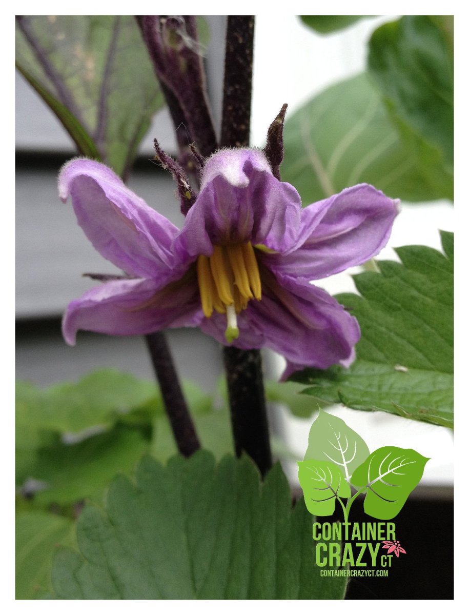 Insects in Your Container Gardens – And What You Can Do… | Container ...