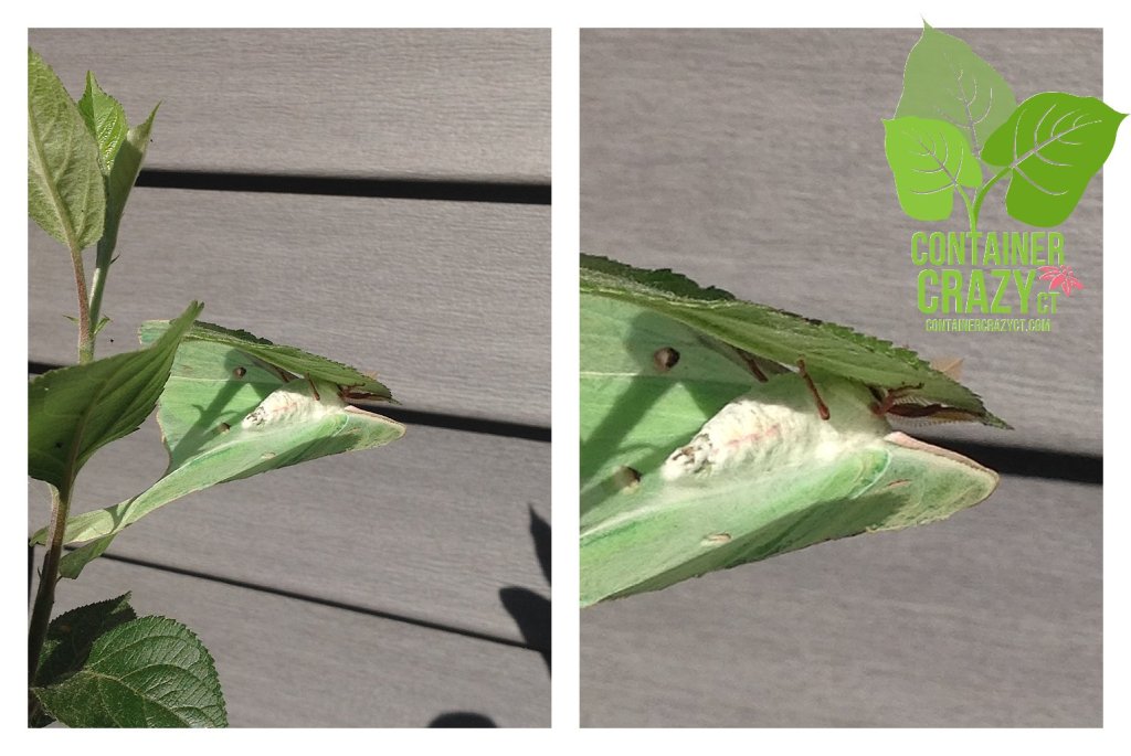 Insects in Your Container Gardens – And What You Can Do… | Container ...