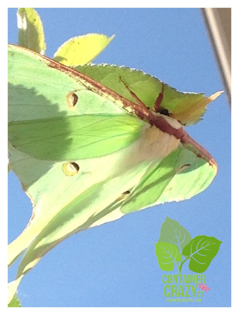 Insects in Your Container Gardens – And What You Can Do… | Container ...