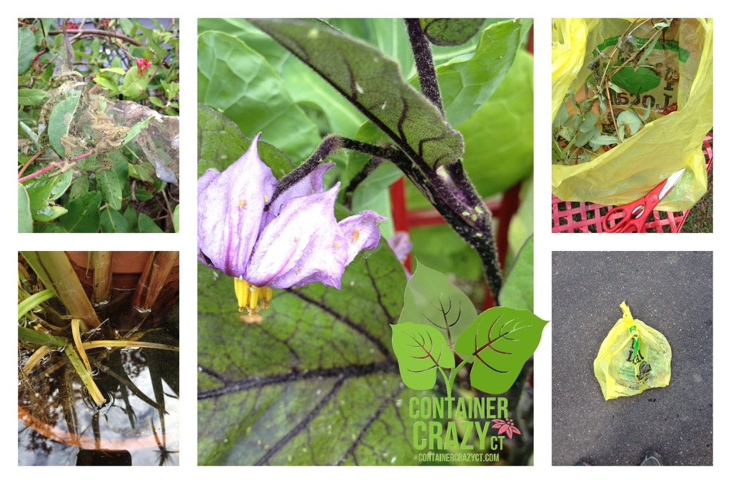Insects in Your Container Gardens – And What You Can Do… | Container ...