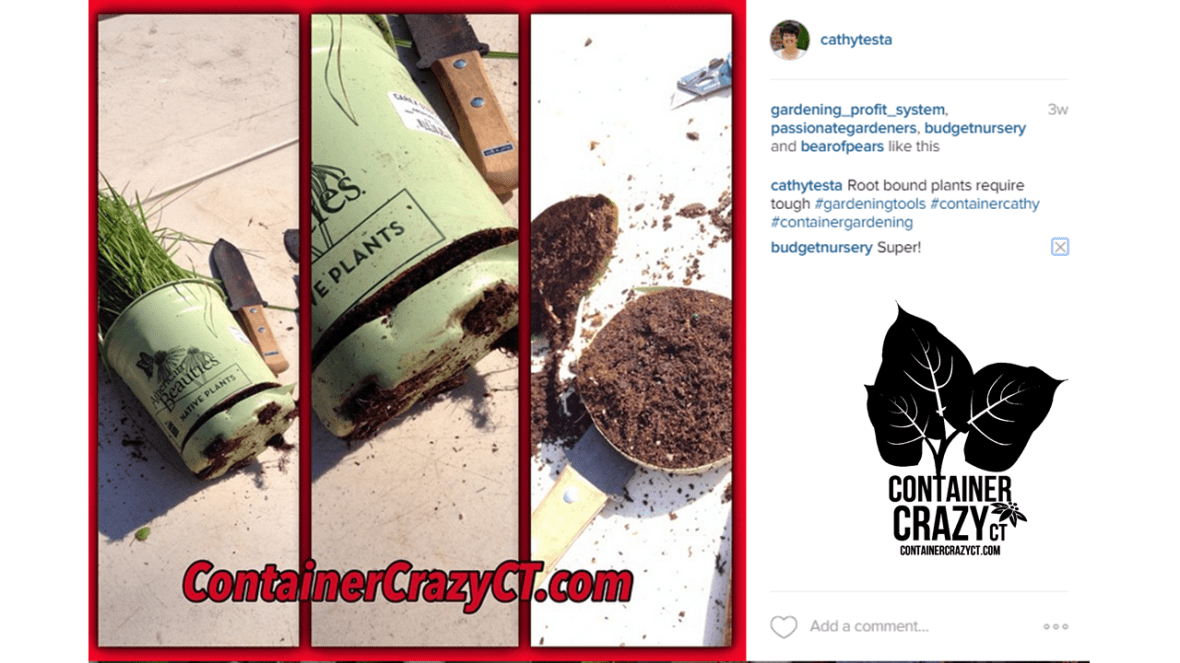 The “Don’t Do This” List for when you Plant your Container Gardens and ...