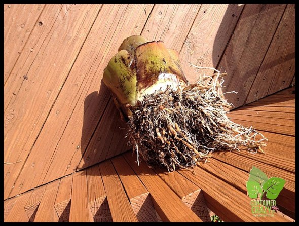 Overwintering Red Banana Plants – Ensete ventricosum ‘Maurelii ...