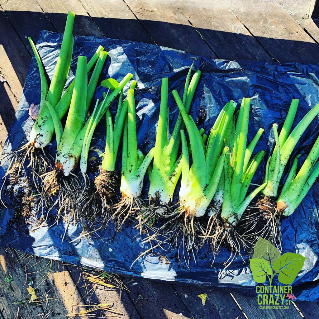 Overwintering Plants 2019 | Container Crazy CT