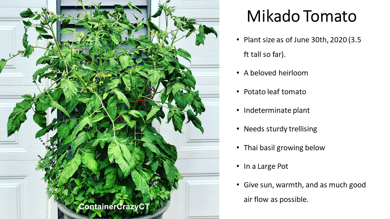My Mikado | Container Crazy CT
