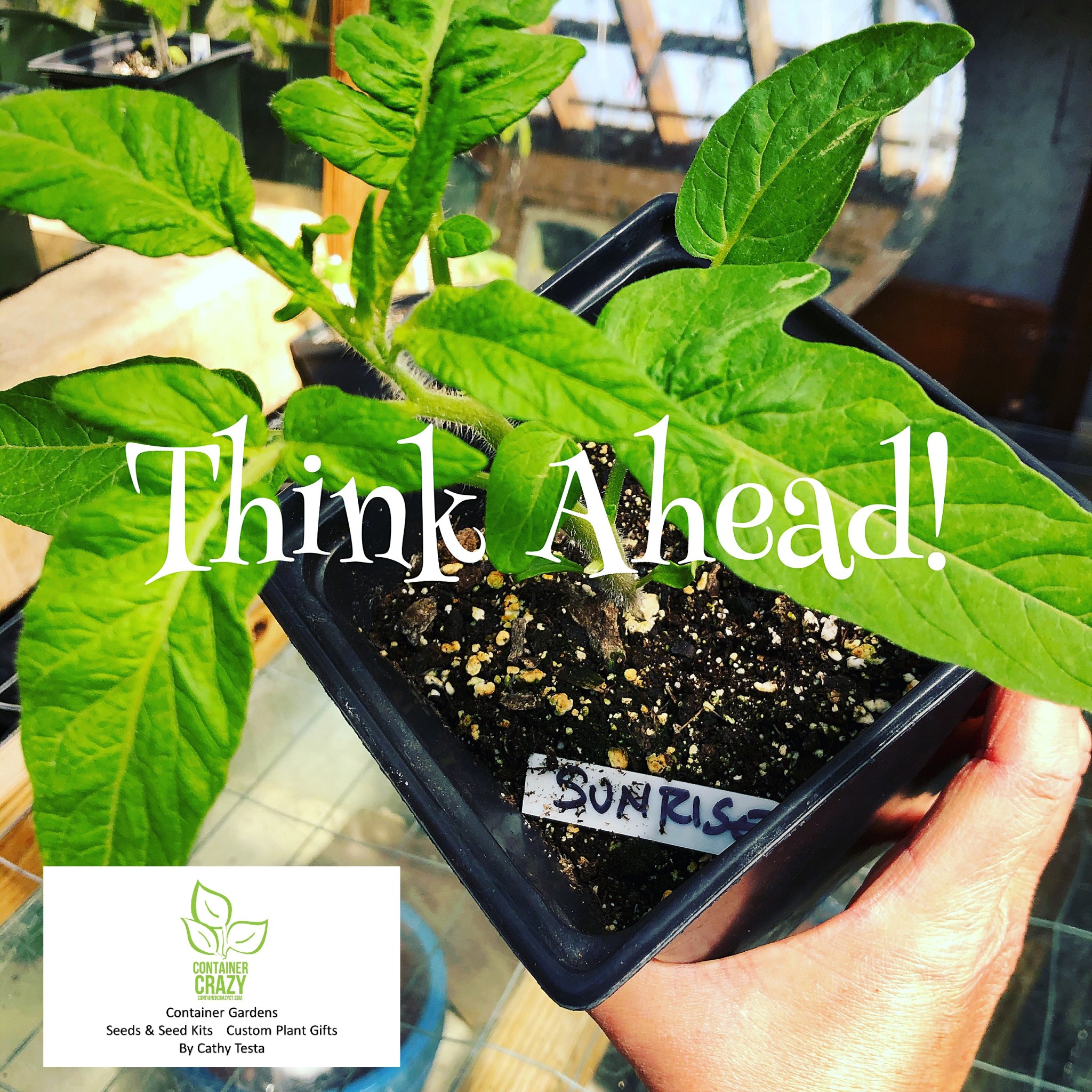 All You Need to Know About Starting Seeds Indoors | Container Crazy CT