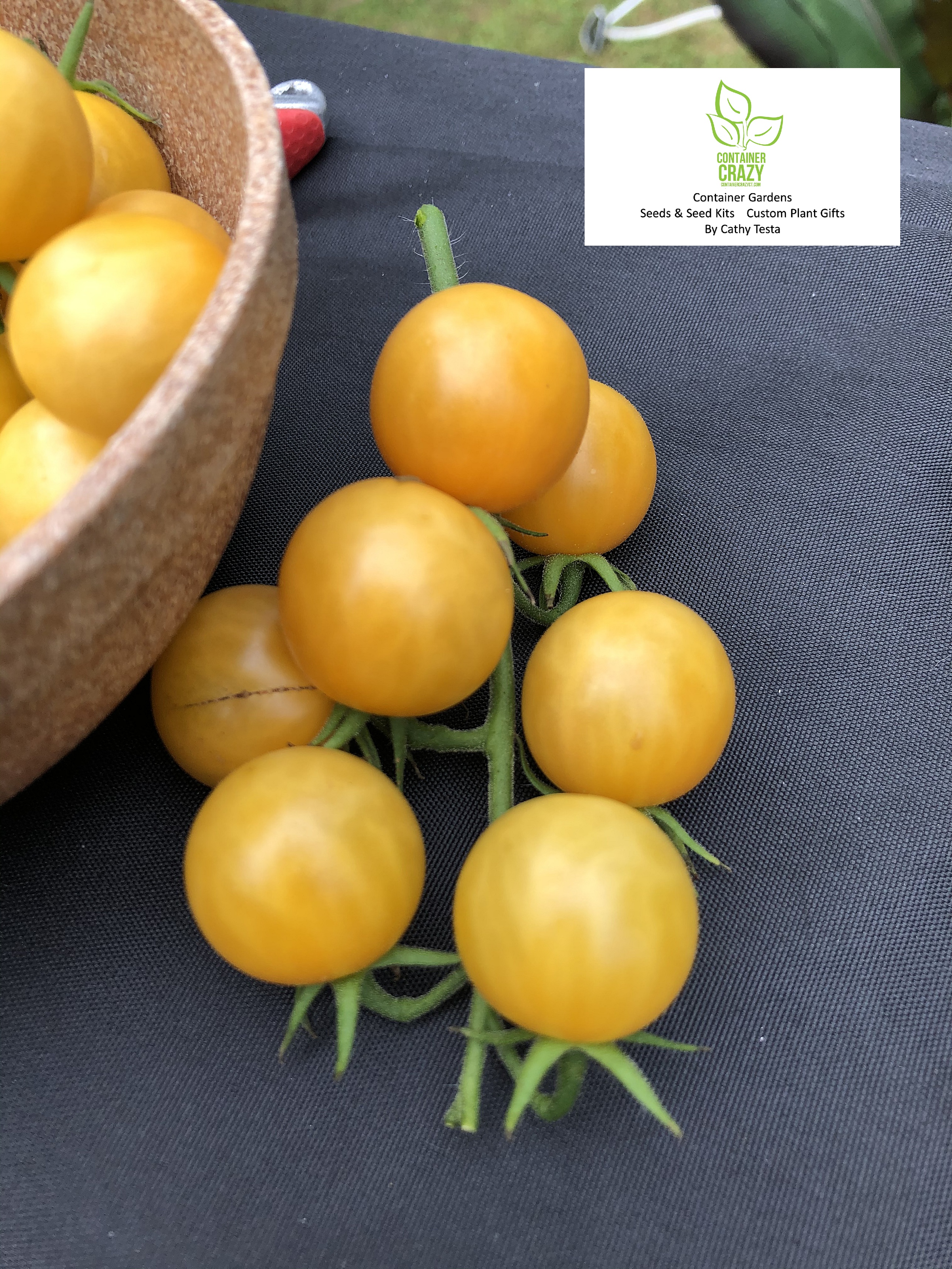 My Honey harvesting our Honey Drop Cherry Tomatoes | Container Crazy CT