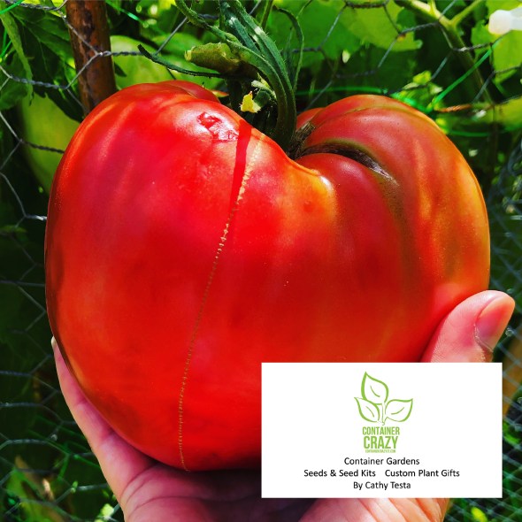 Grow a Giant Tomato, as Big as Your Heart | Container Crazy CT