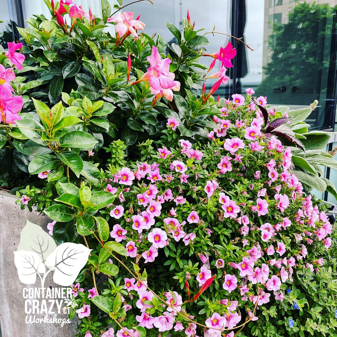 Hot Pinks for Full Sun in Containers | Container Crazy CT