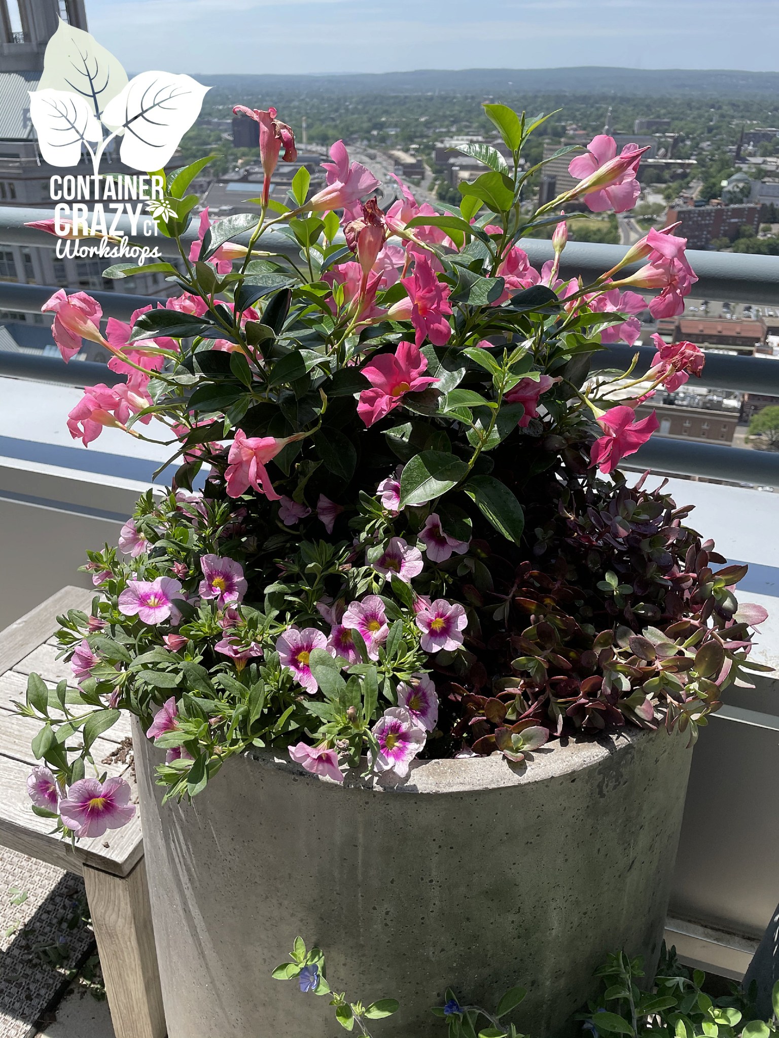 Hot Pinks for Full Sun in Containers | Container Crazy CT