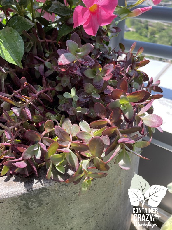 Hot Pinks for Full Sun in Containers | Container Crazy CT