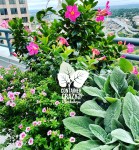 Hot Pinks for Full Sun in Containers | Container Crazy CT