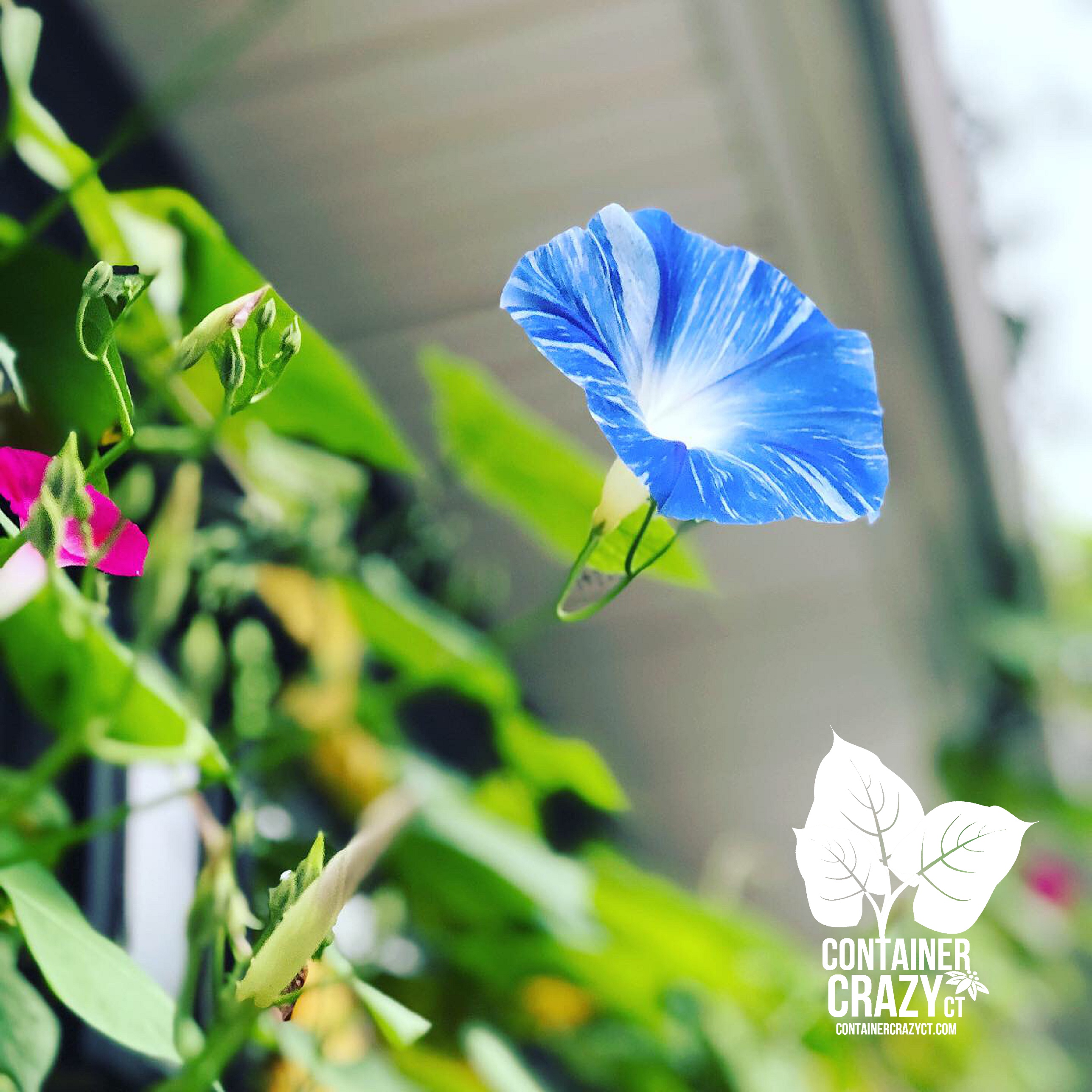 Morning Glory Bloom Photos | Container Crazy CT