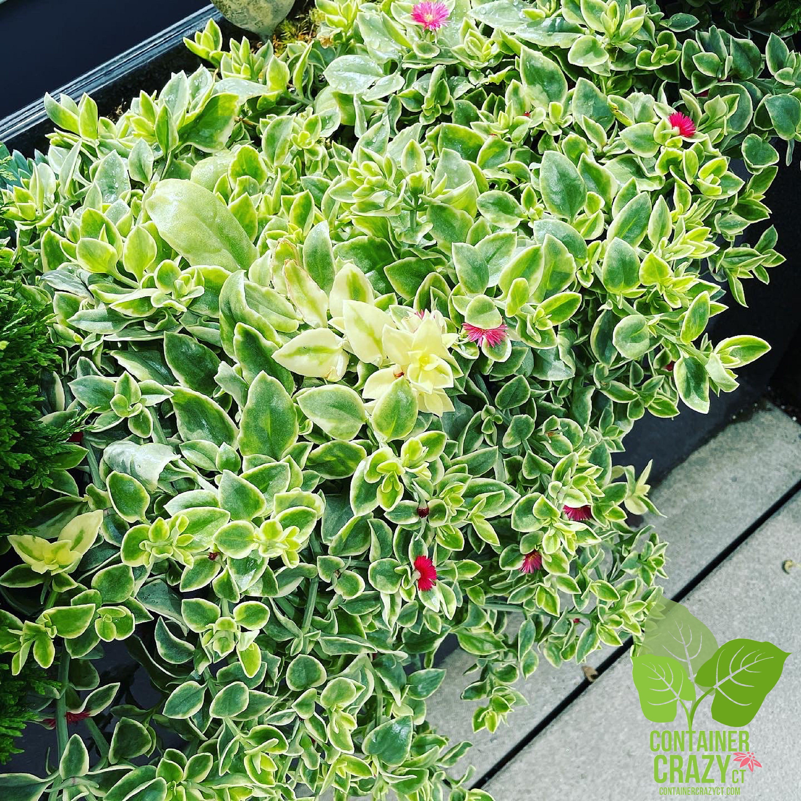 Trailing Red Small Daisy Flowers that can Take it Rough | Container ...