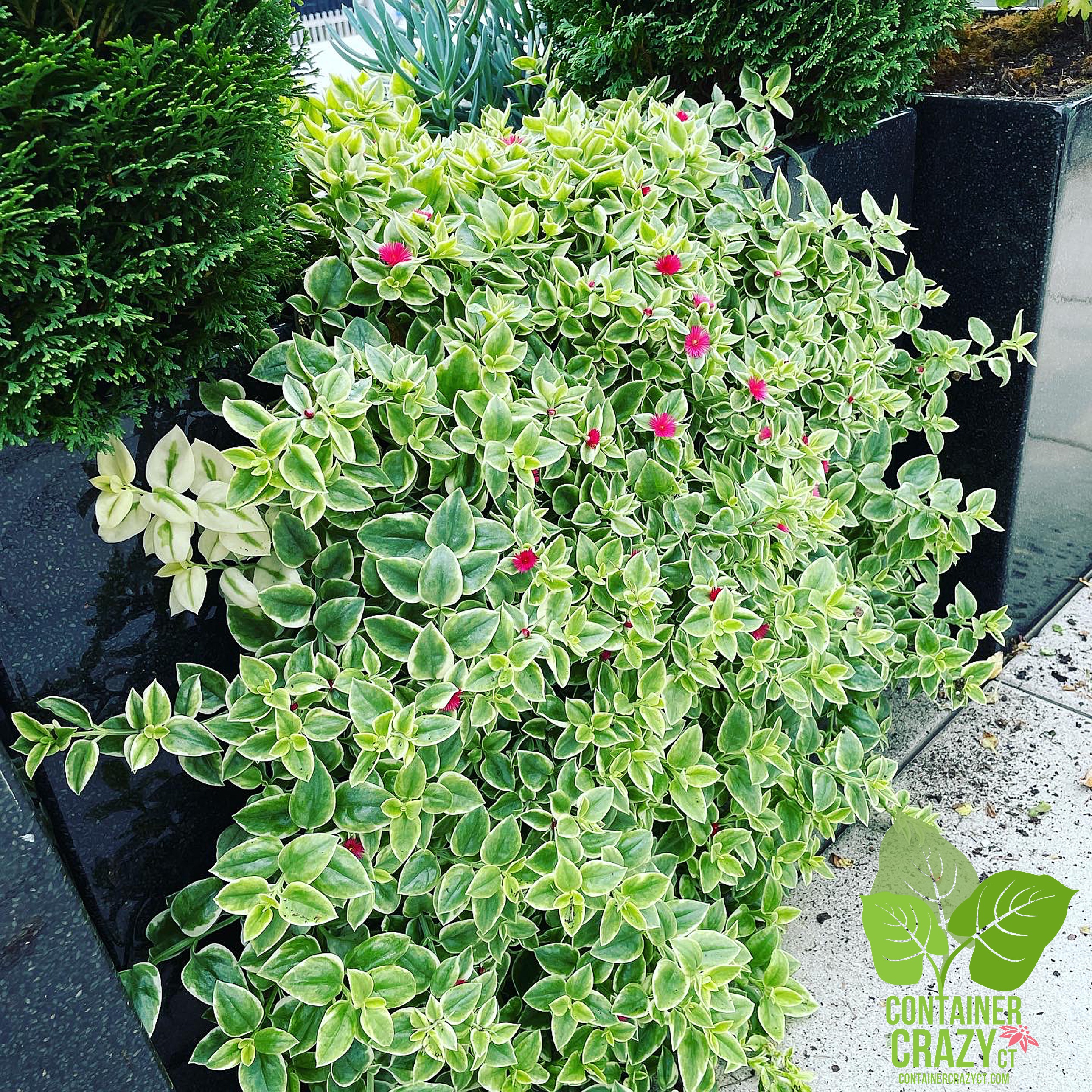 Trailing Red Small Daisy Flowers that can Take it Rough | Container ...