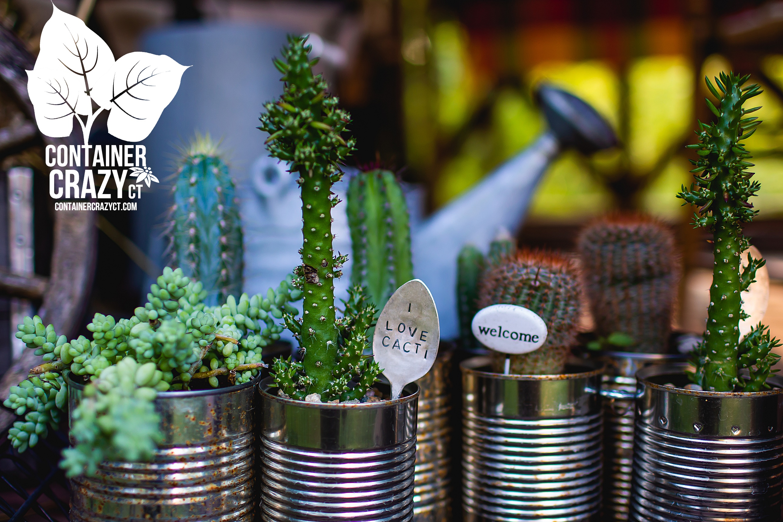 Five Random Plant Photos and The Story Behind Them | Container Crazy CT