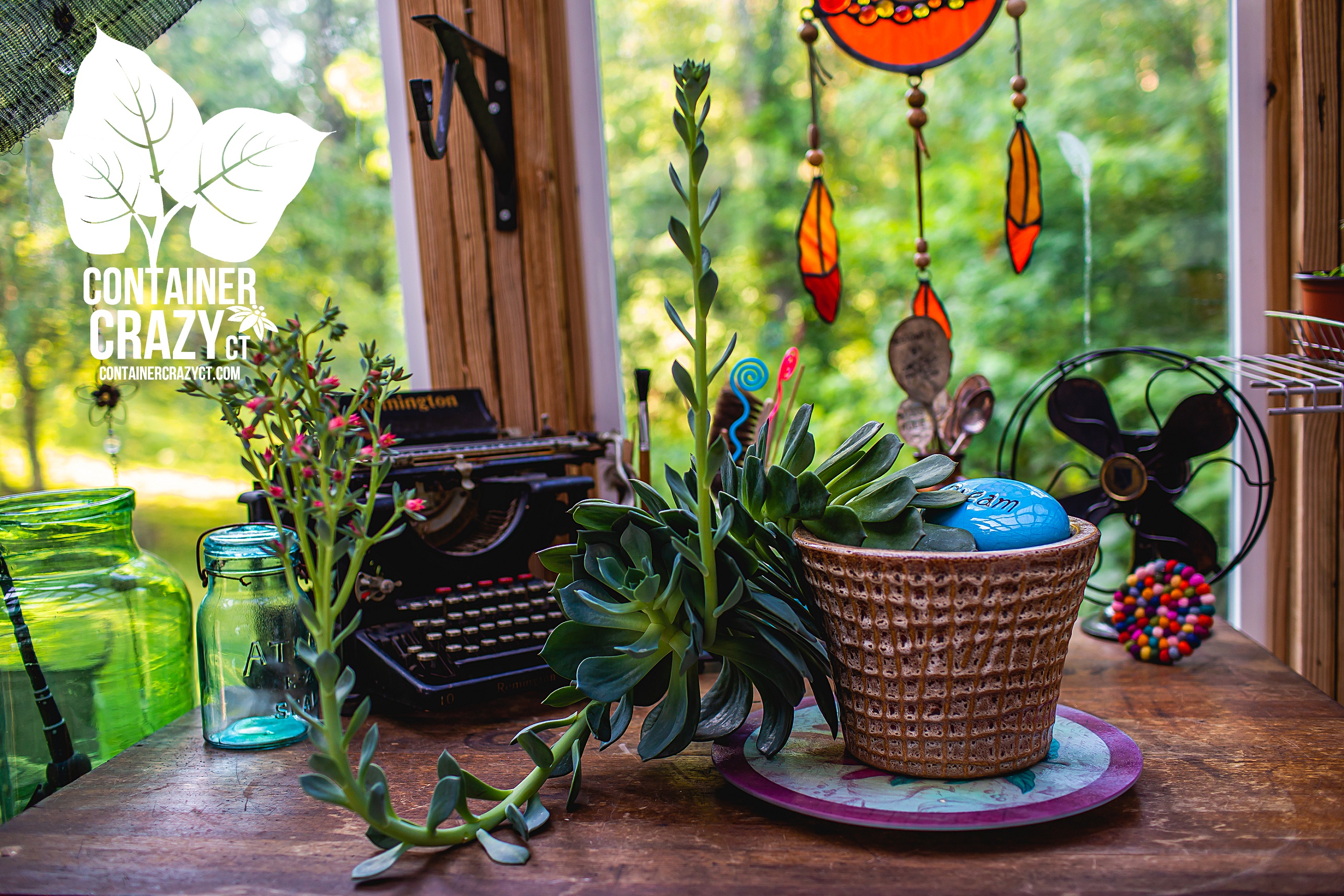 Five Random Plant Photos and The Story Behind Them | Container Crazy CT