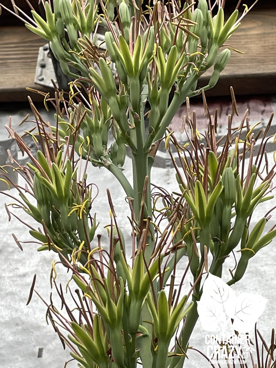 My Mangave Shoots Up A Bloom | Container Crazy CT