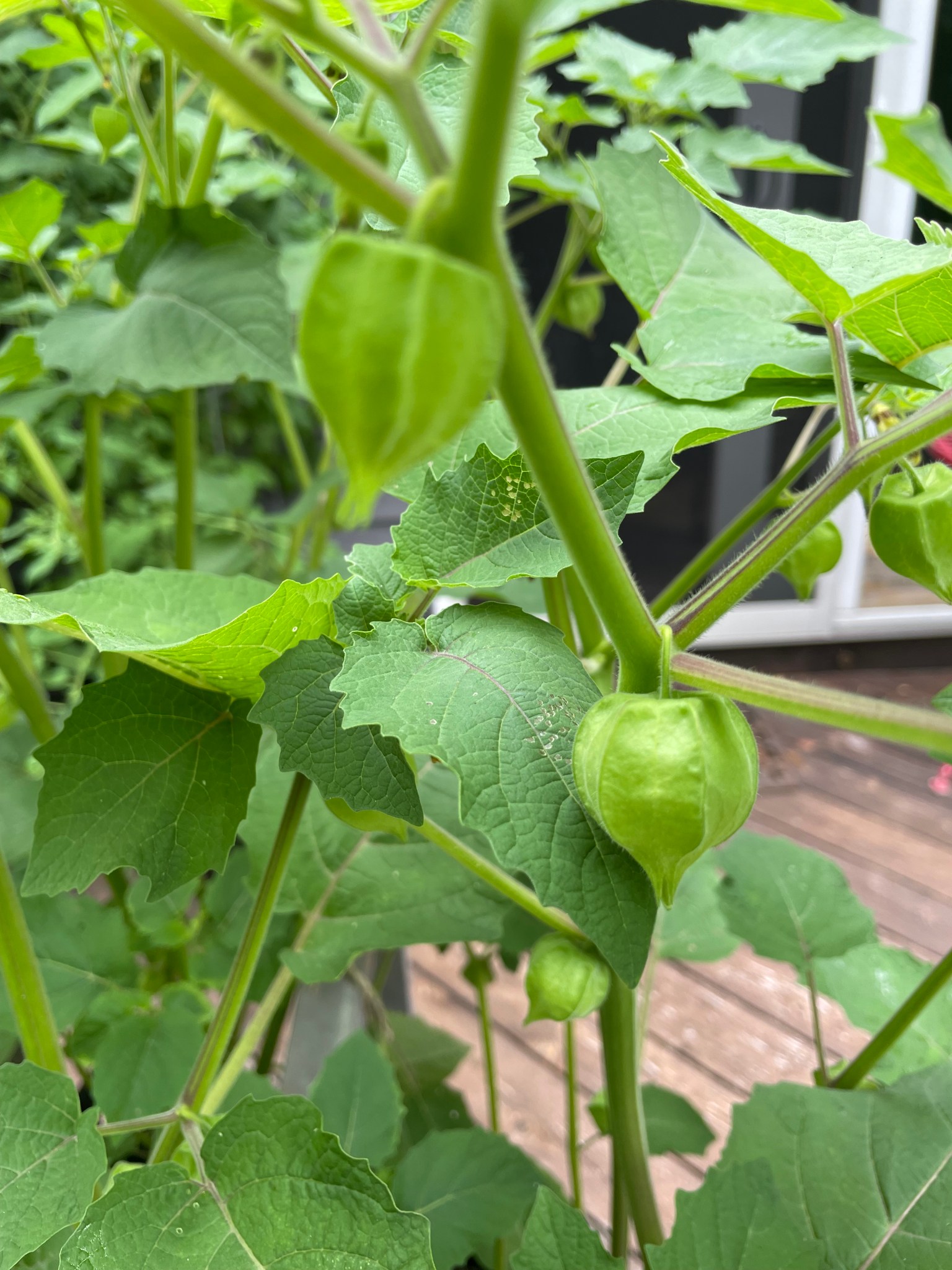 Growing Ground Cherry Plants from Seed | Container Crazy CT