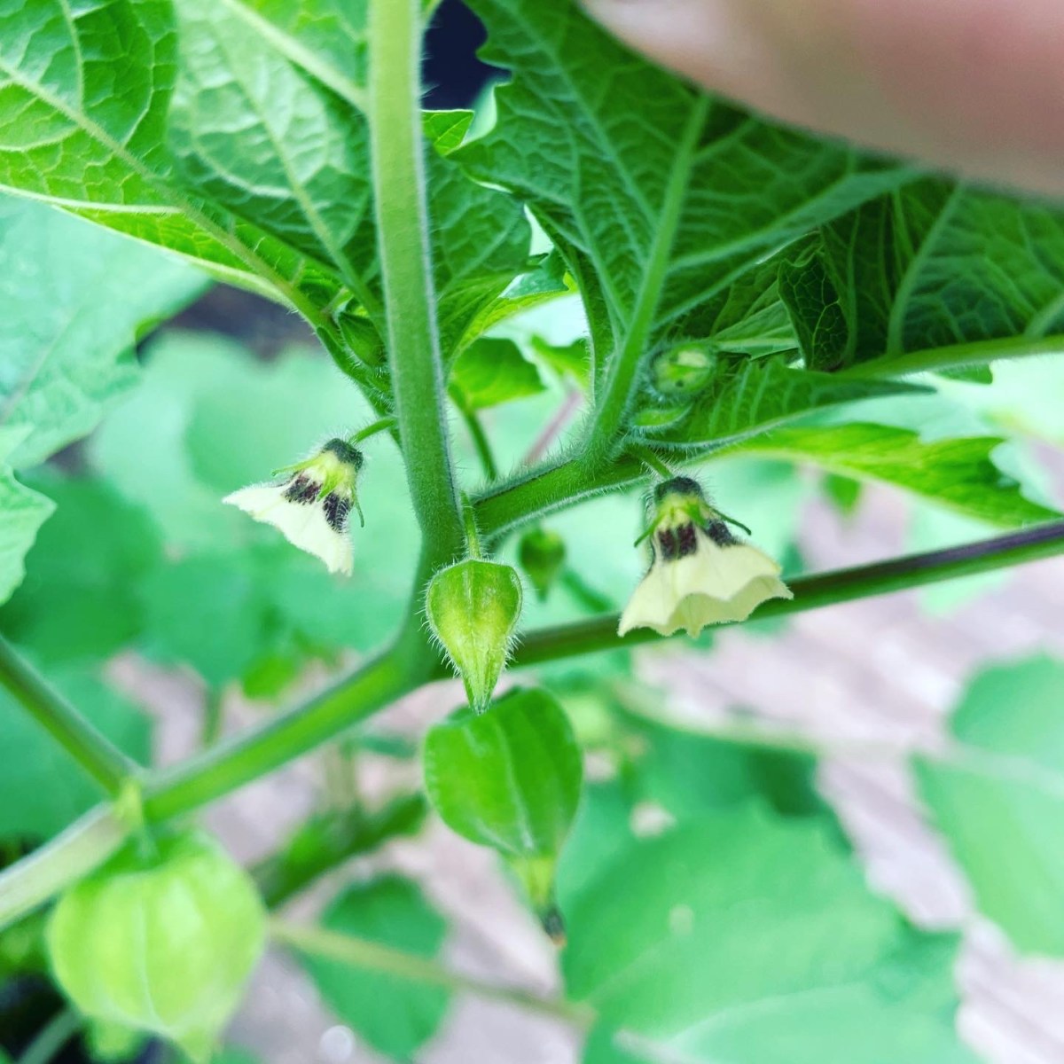 Growing Ground Cherry Plants from Seed | Container Crazy CT