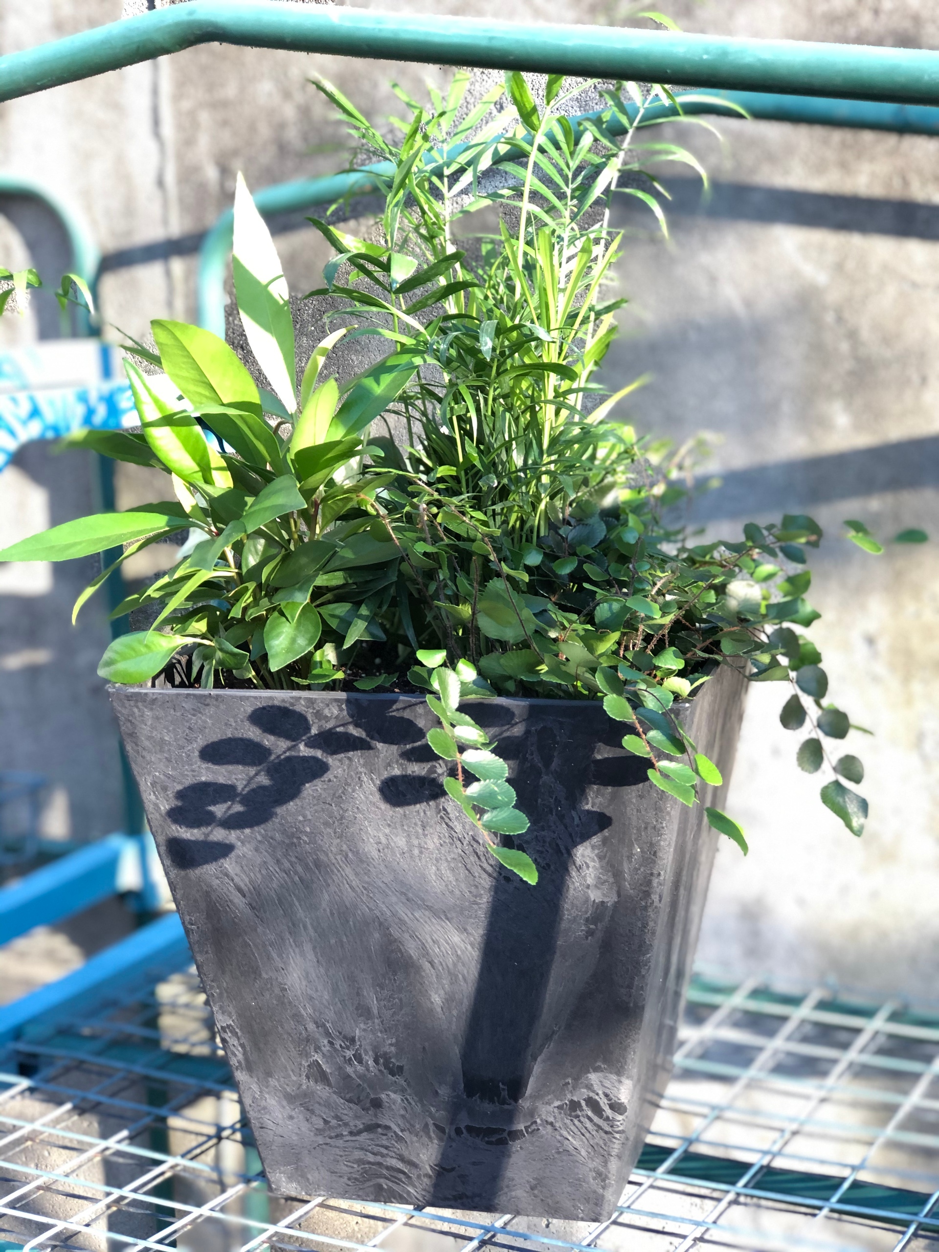 My First Jumbo Boston Fern | Container Crazy CT