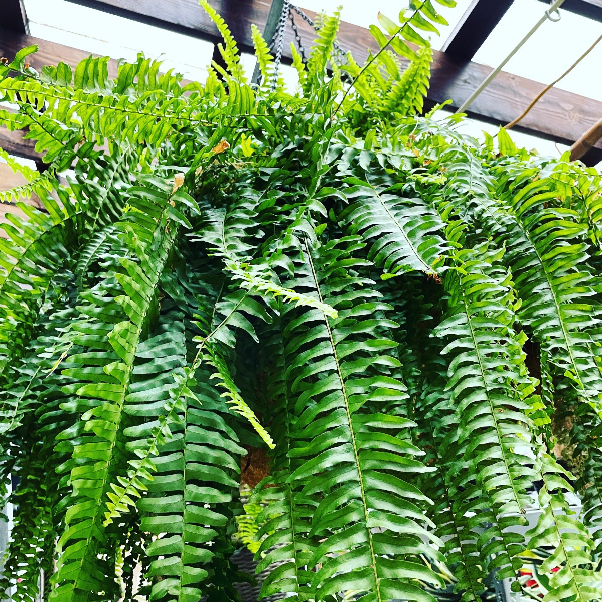 My First Jumbo Boston Fern | Container Crazy CT