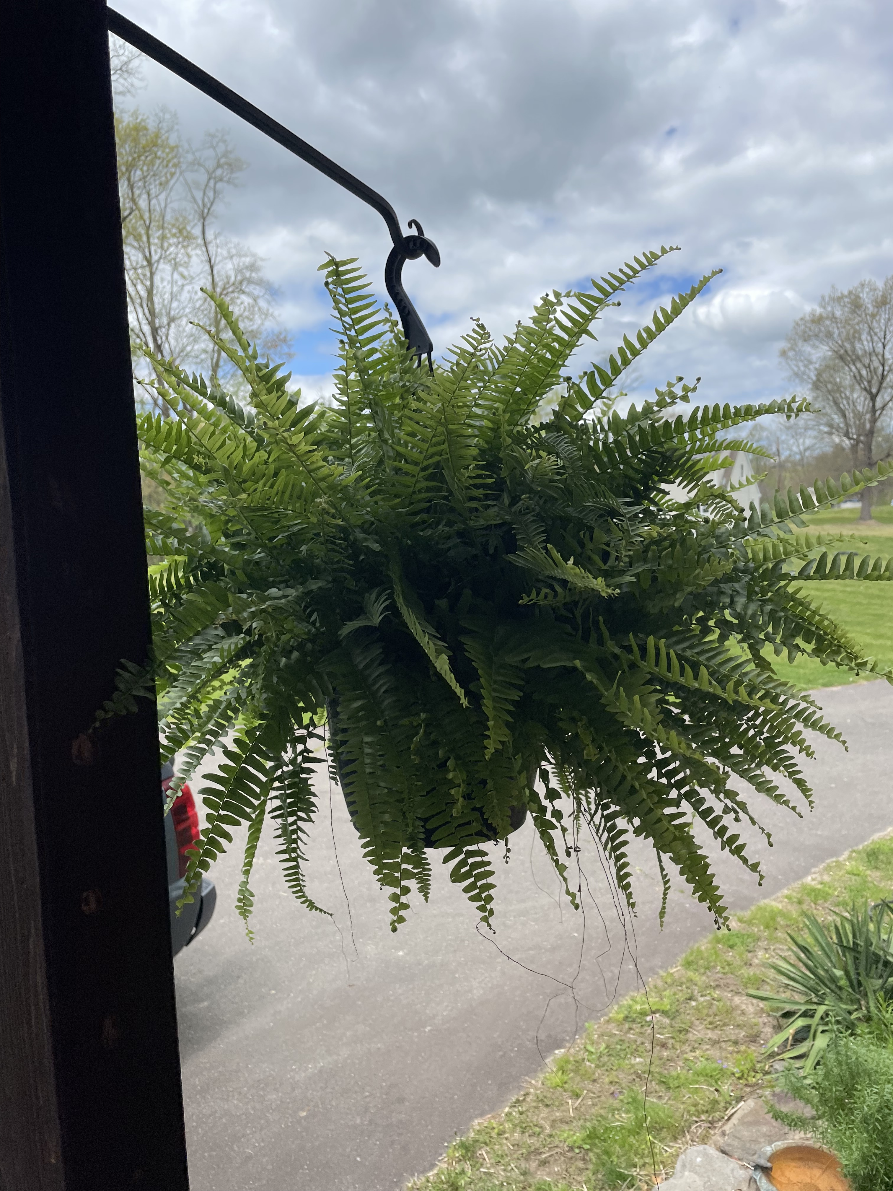My First Jumbo Boston Fern | Container Crazy CT