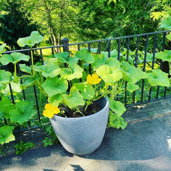 First Time Growing Pumpkins from Seed | Container Crazy CT