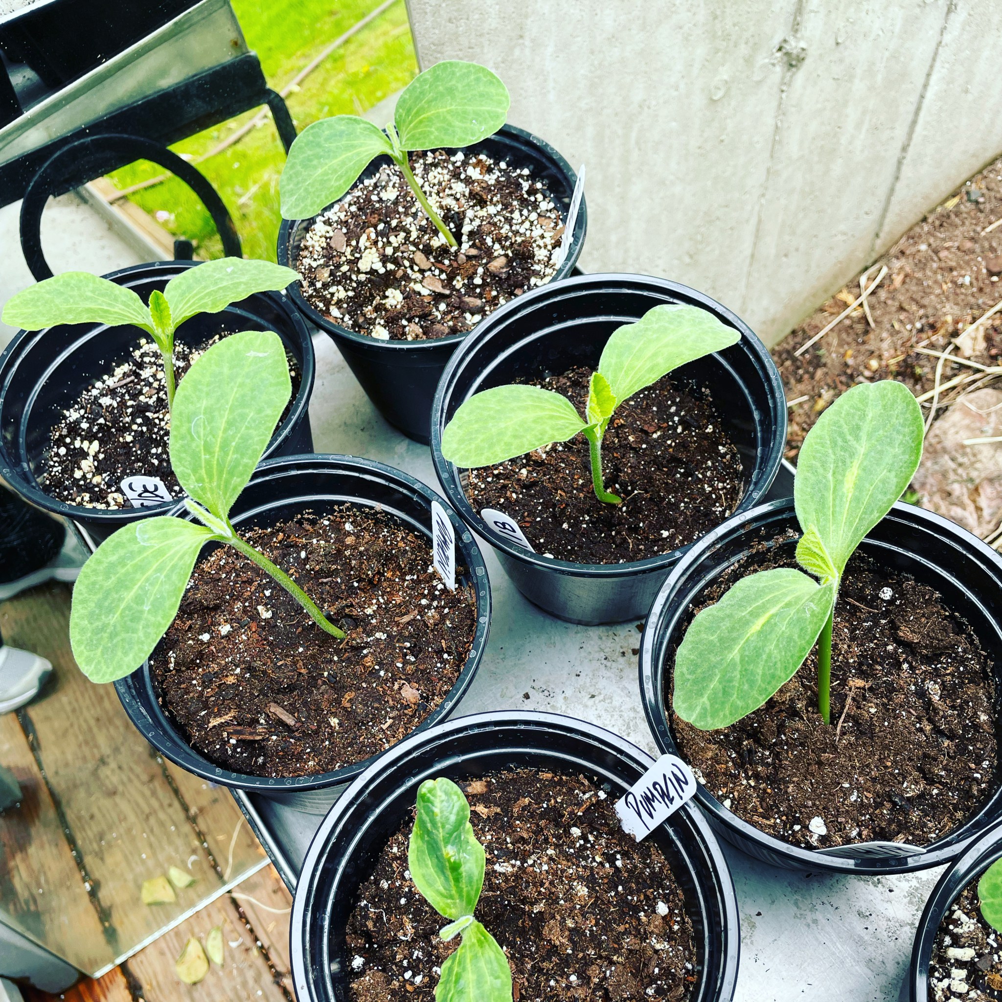 First Time Growing Pumpkins from Seed | Container Crazy CT