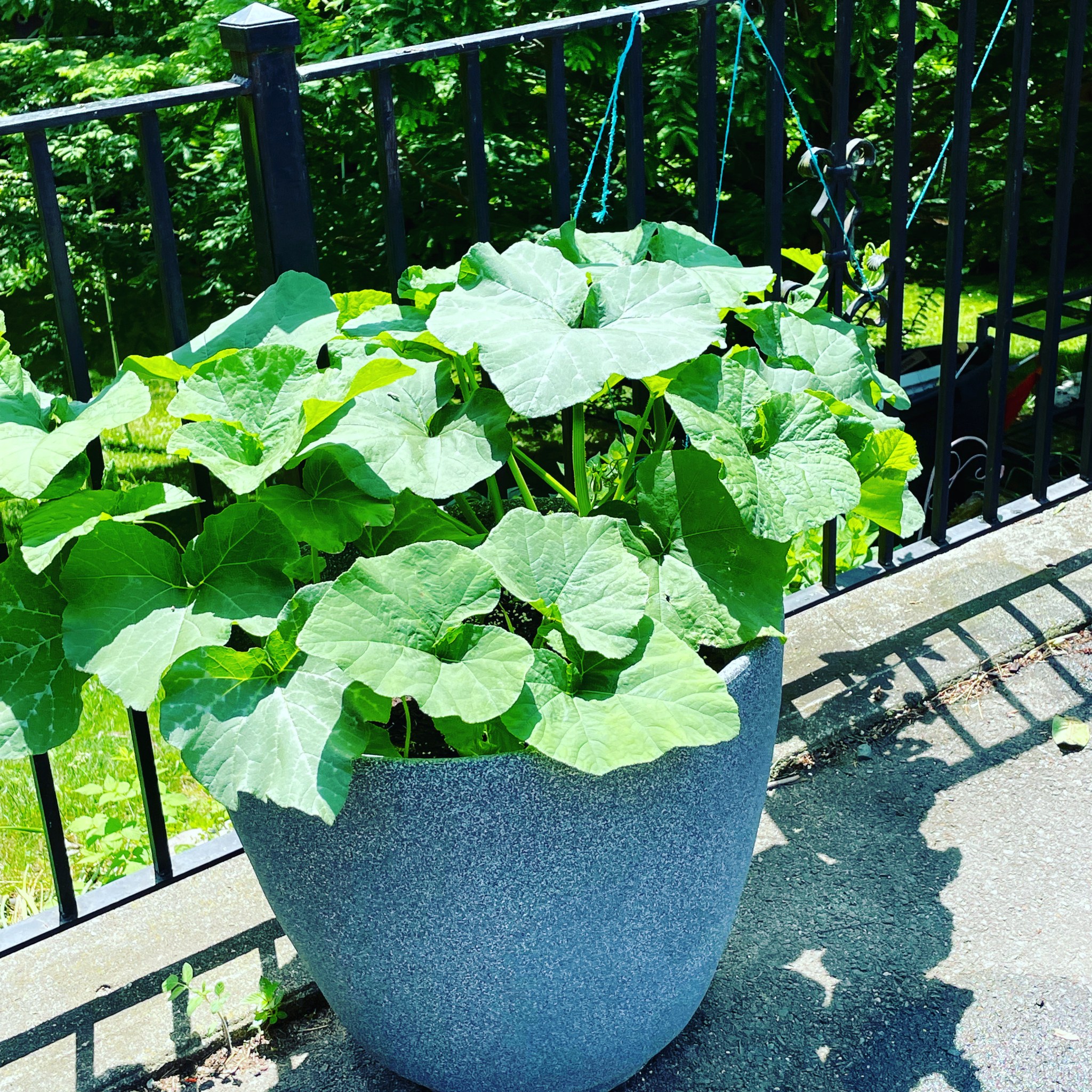 First Time Growing Pumpkins from Seed | Container Crazy CT