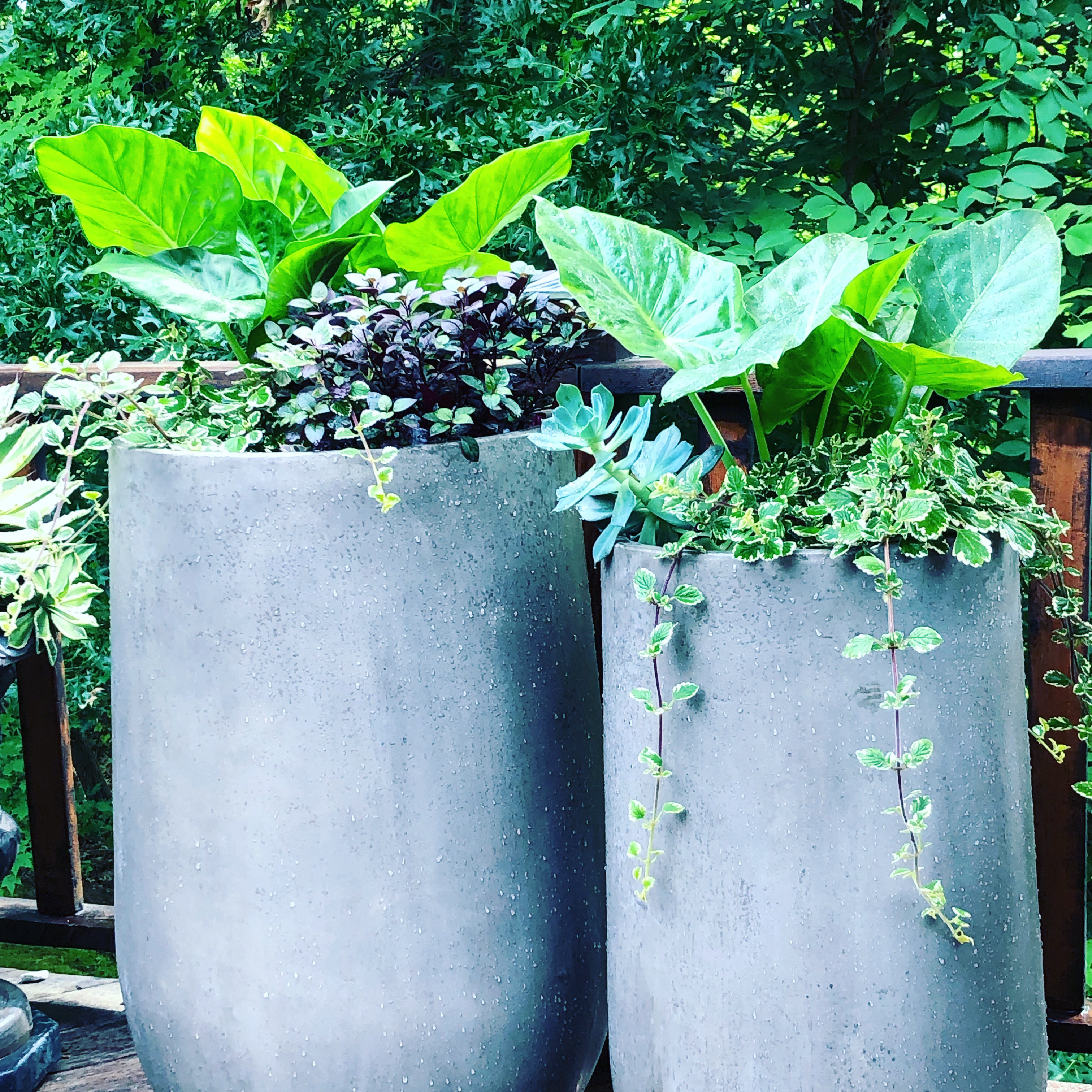 Checking in on My Alocasia Corms and Tubers | Container Crazy CT