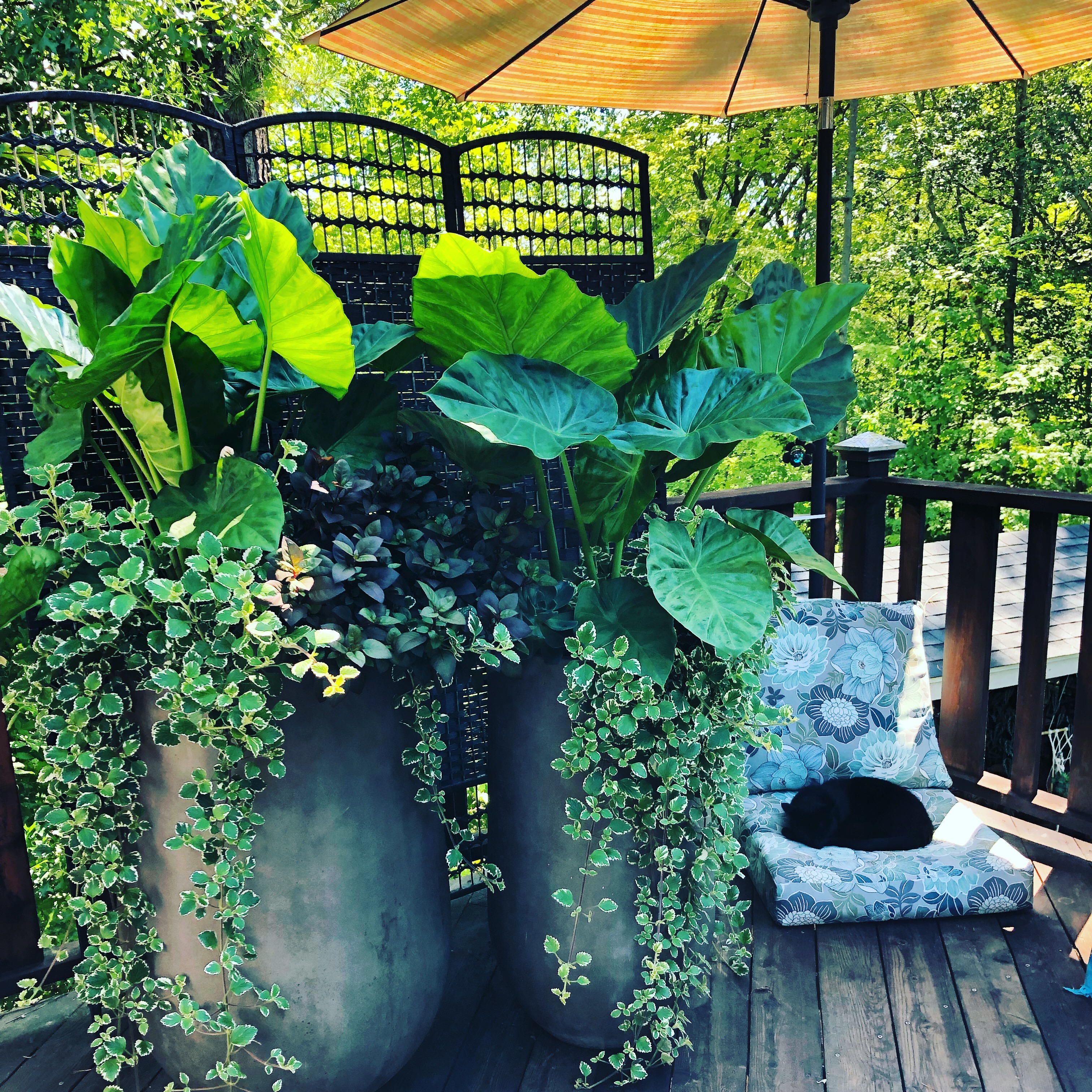 Checking in on My Alocasia Corms and Tubers | Container Crazy CT