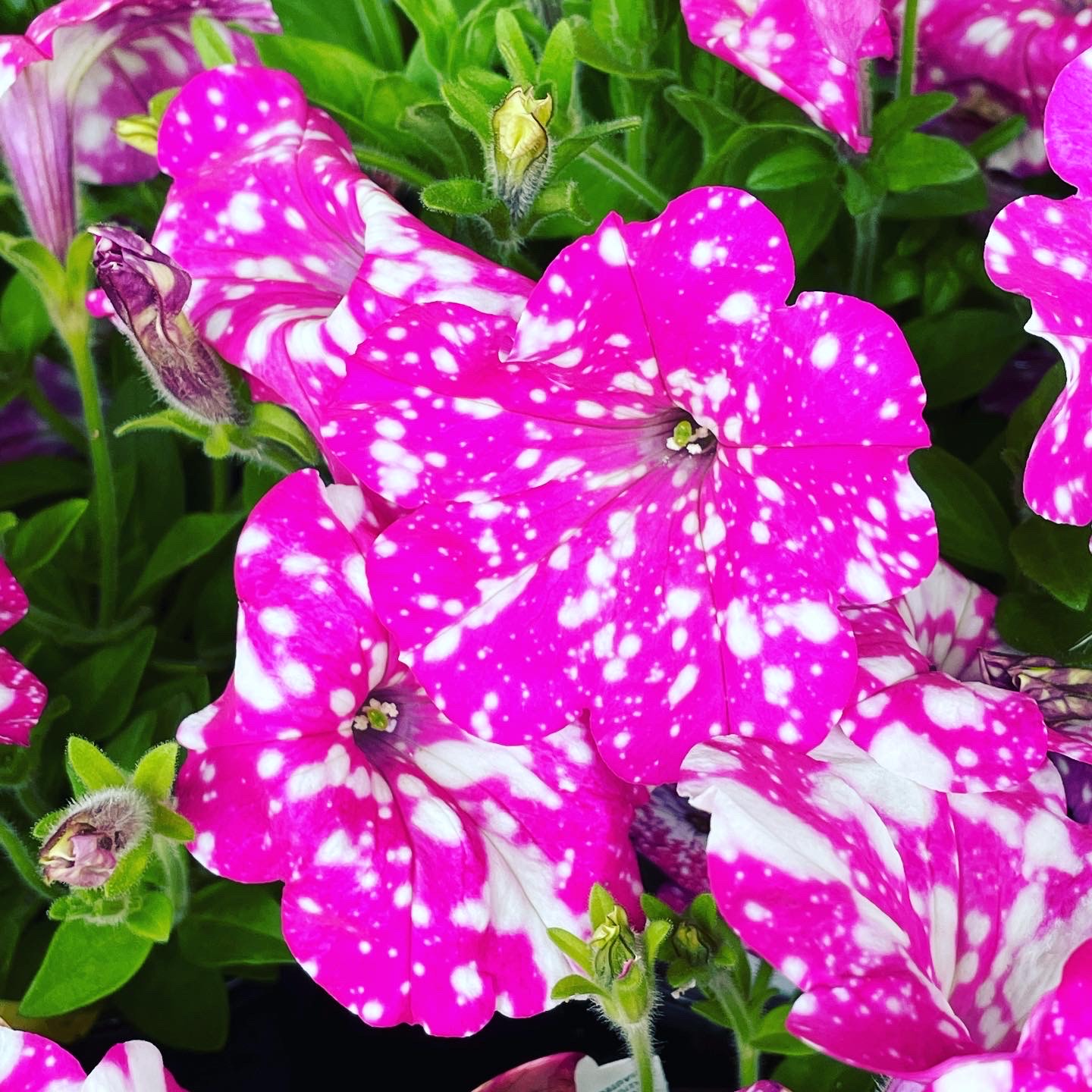 Headliner Sky Petunias Caught My Attention Last Summer | Container Crazy CT