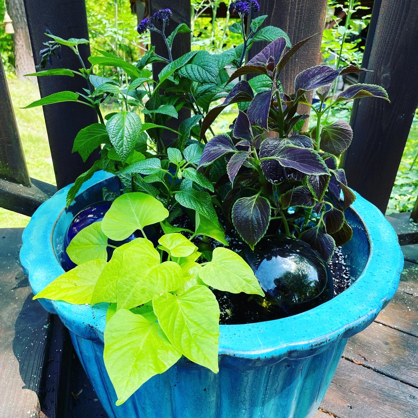 Salvias – Plant Them if You Want Hummingbirds | Container Crazy CT