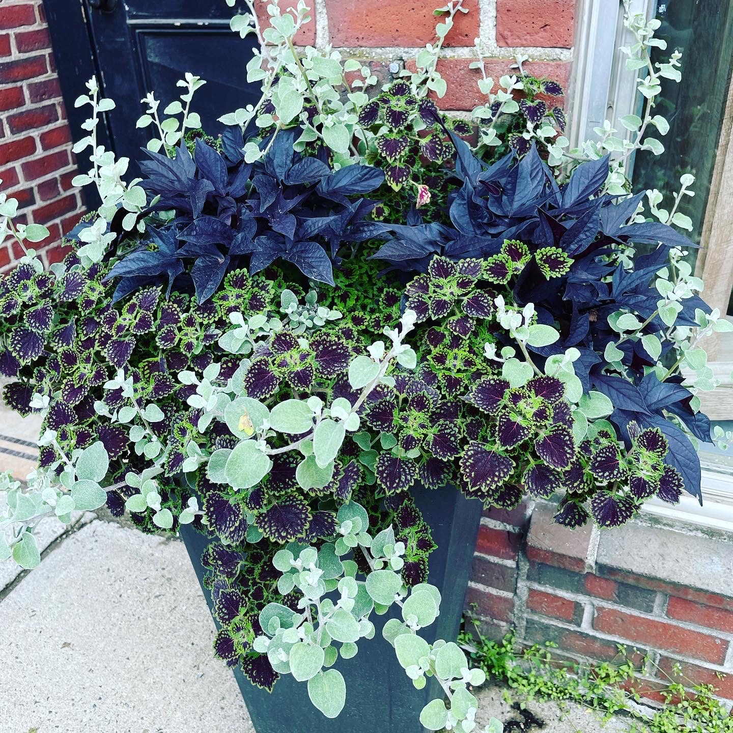 Camping and Plants – Acadia National Park | Container Crazy CT