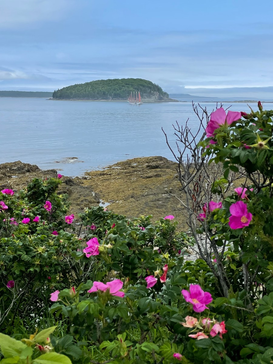 Camping and Plants – Acadia National Park | Container Crazy CT