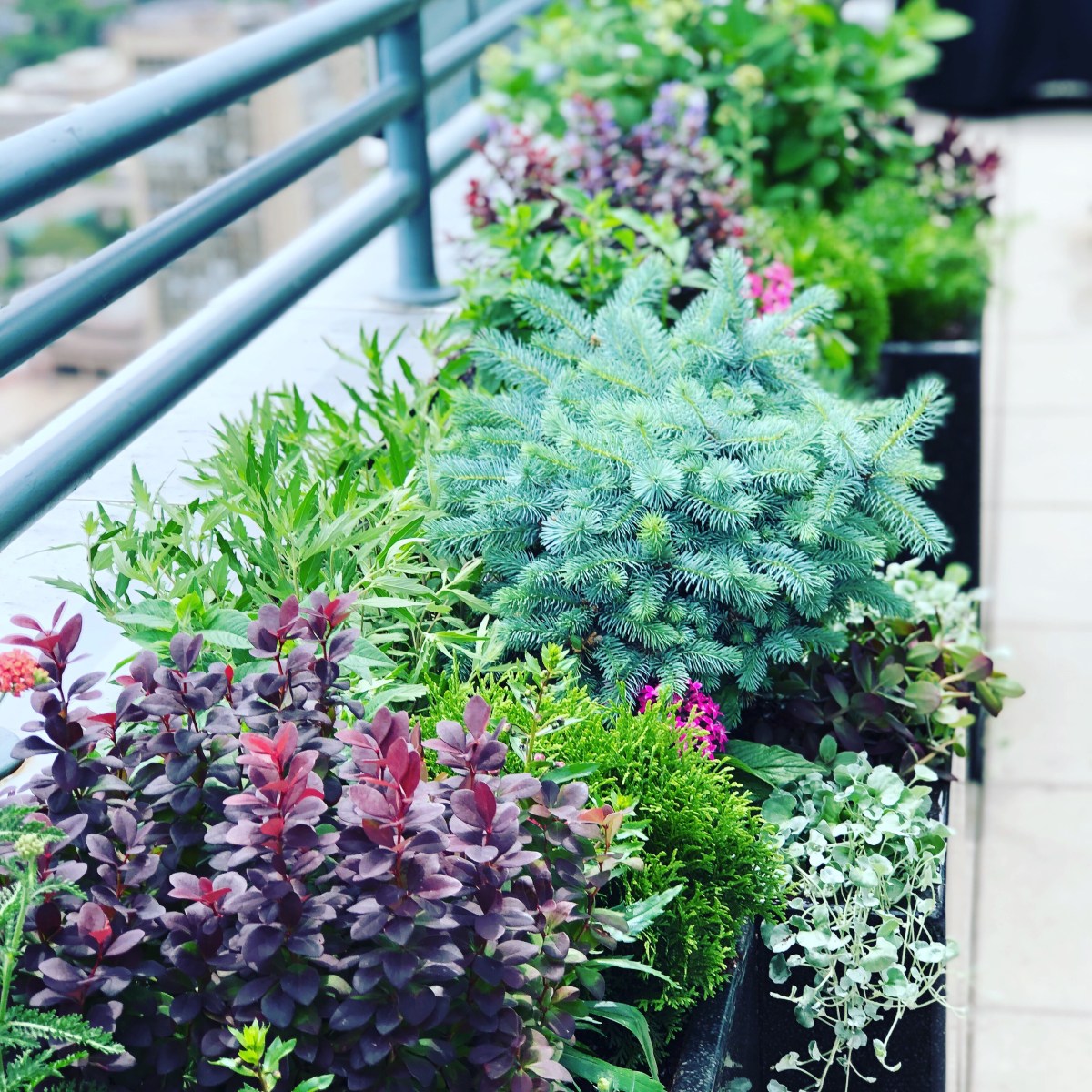 High Rise Gardening | Container Crazy CT