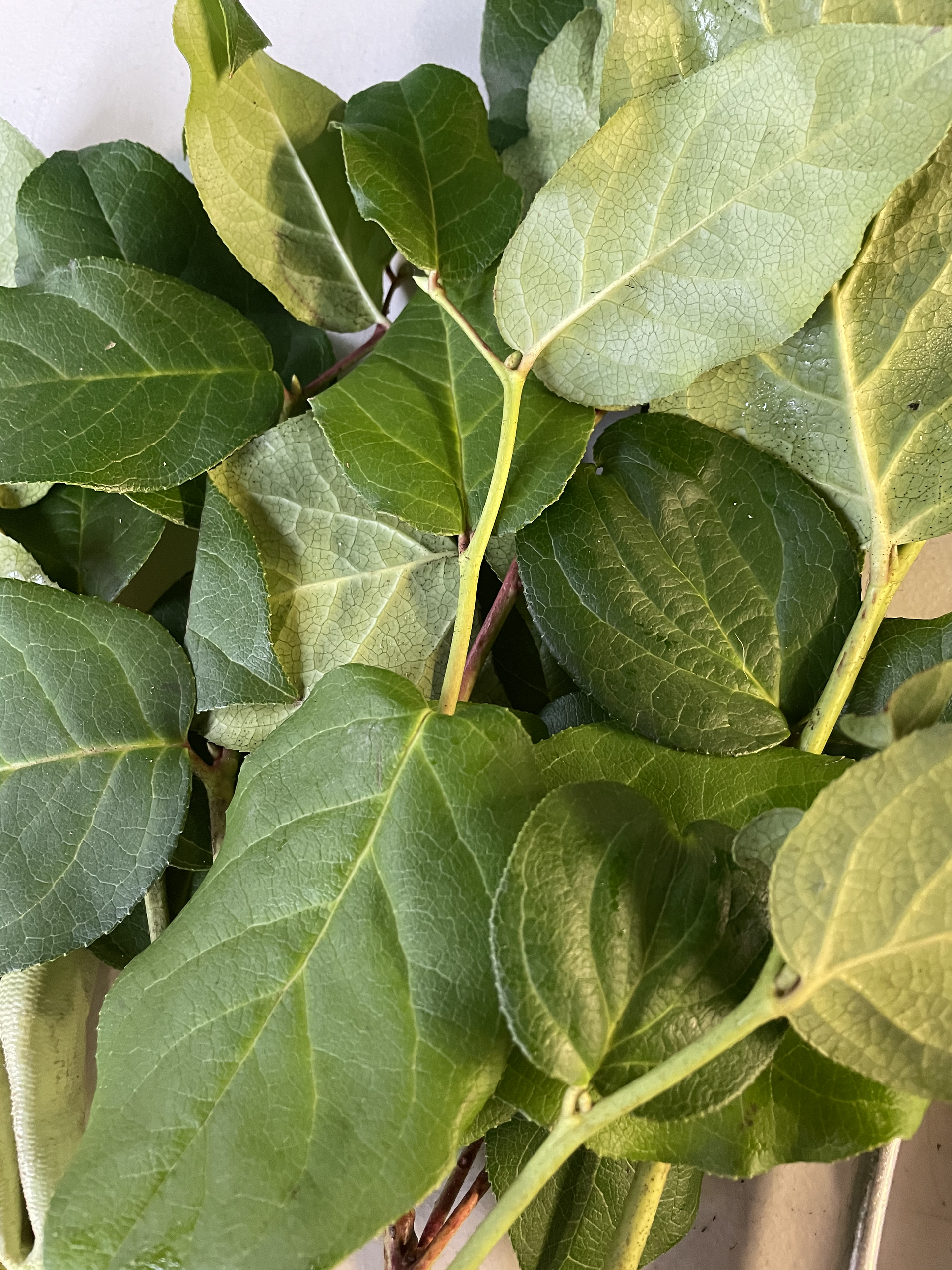 Using Salal Lemon Leaf in Holiday Arrangements | Container Crazy CT