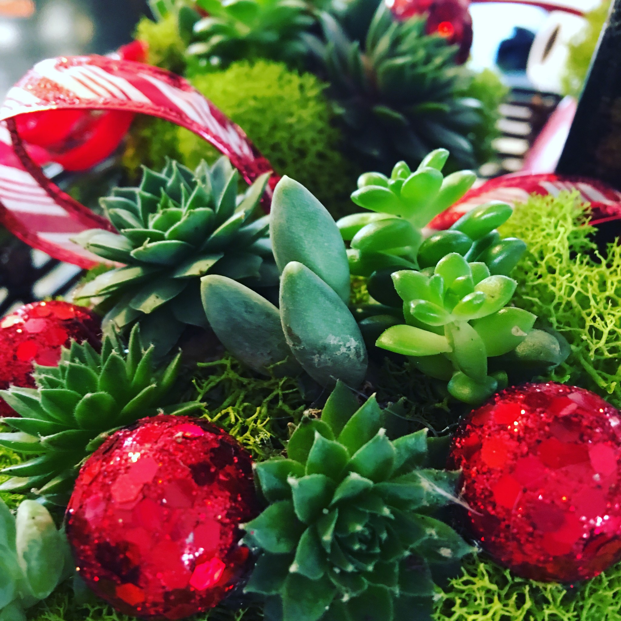 Container Crazy CT | "Combining Nature with Art and Container Gardening"