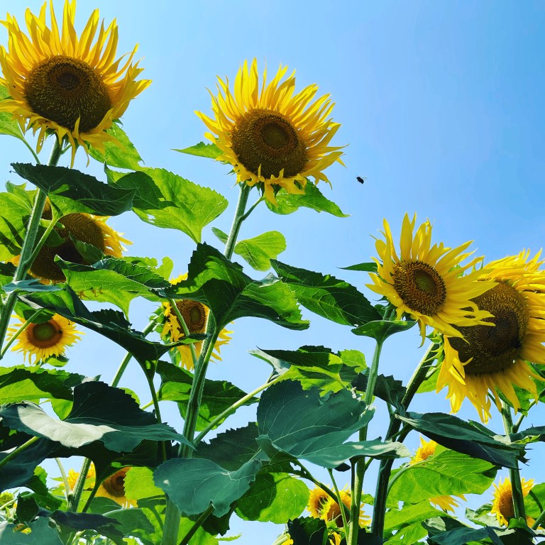 Cheer Up Winter with Sunflower Photos from CT | Container Crazy CT